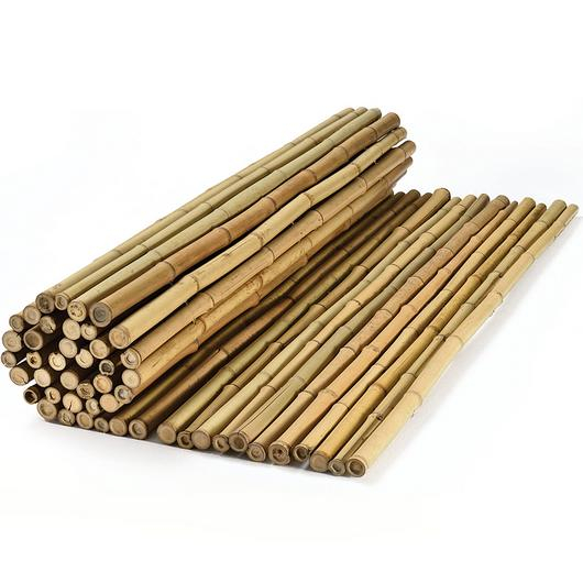 Gallery of Bamboos - Natural Bamboo - 6