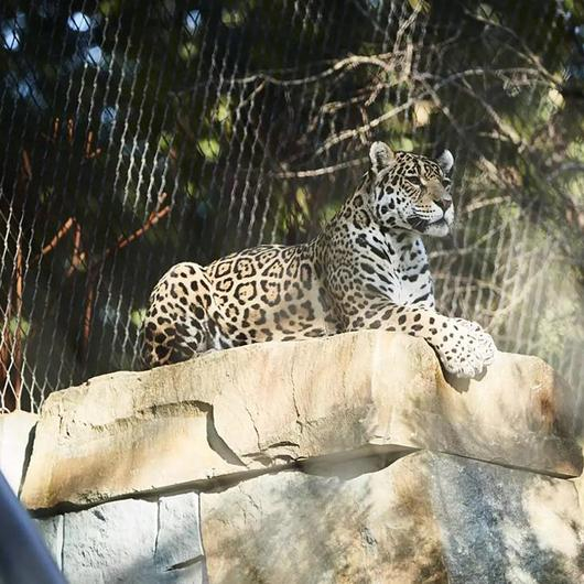 Gallery of Animal Enclosures - 3
