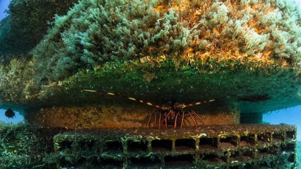 Gallery of Multipurpose Materials - Bioactive Concrete - 2