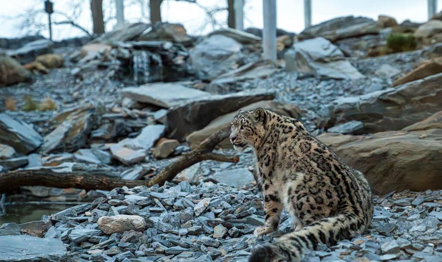 Gallery of Snow Leopard Enclosure, Chester Zoo, UK - 5